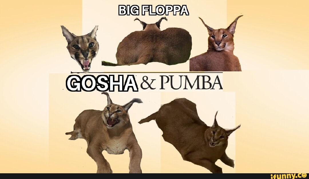 Pumba memes. Best Collection of funny Pumba pictures on iFunny