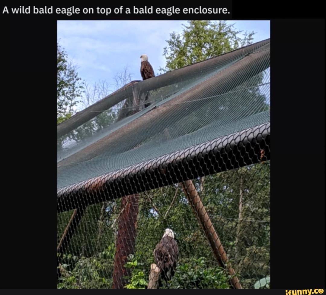 A wild bald eagle on top of a bald eagle enclosure. - iFunny