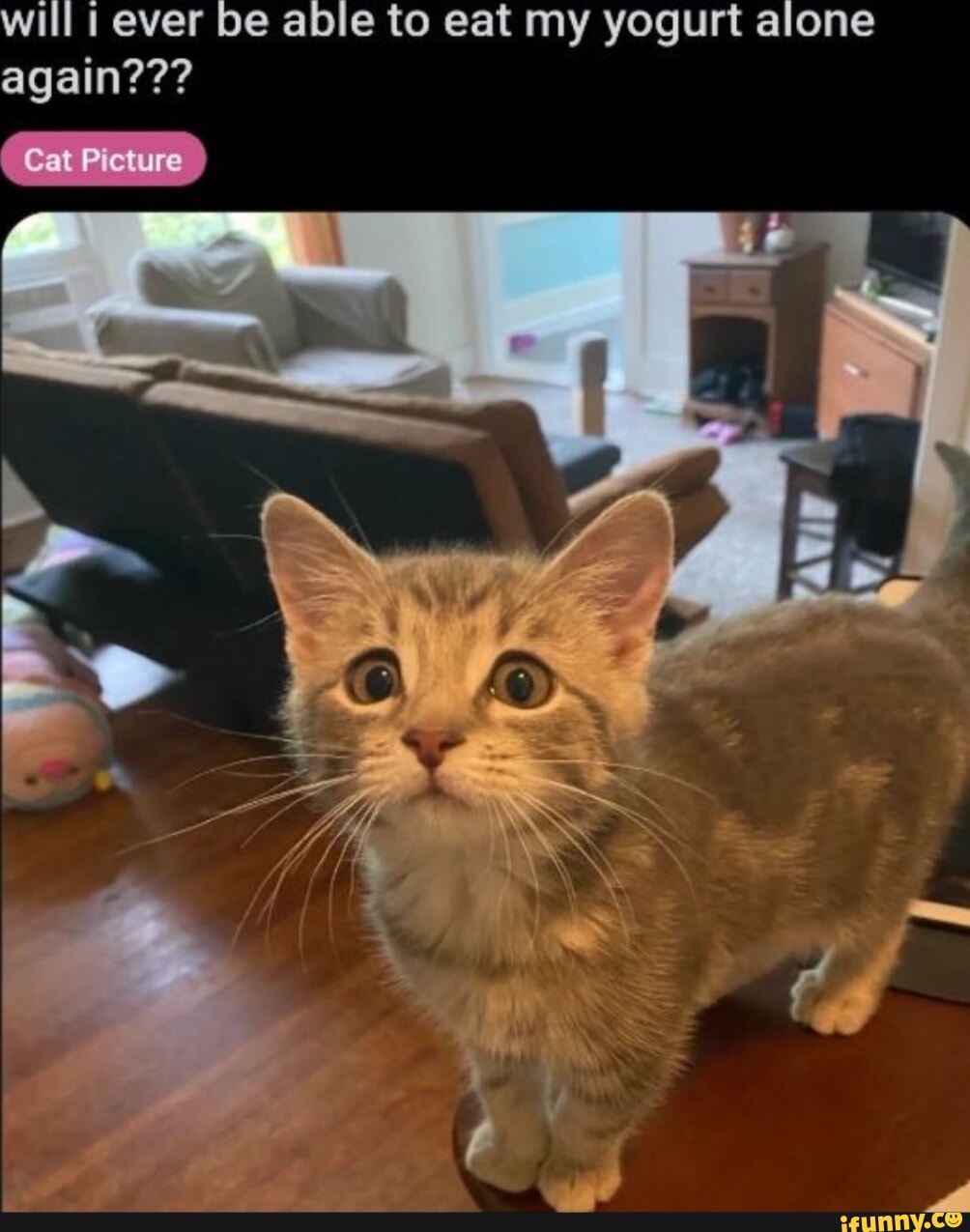 Will I ever be able to eat my yogurt alone again??? Cat Picture - iFunny
