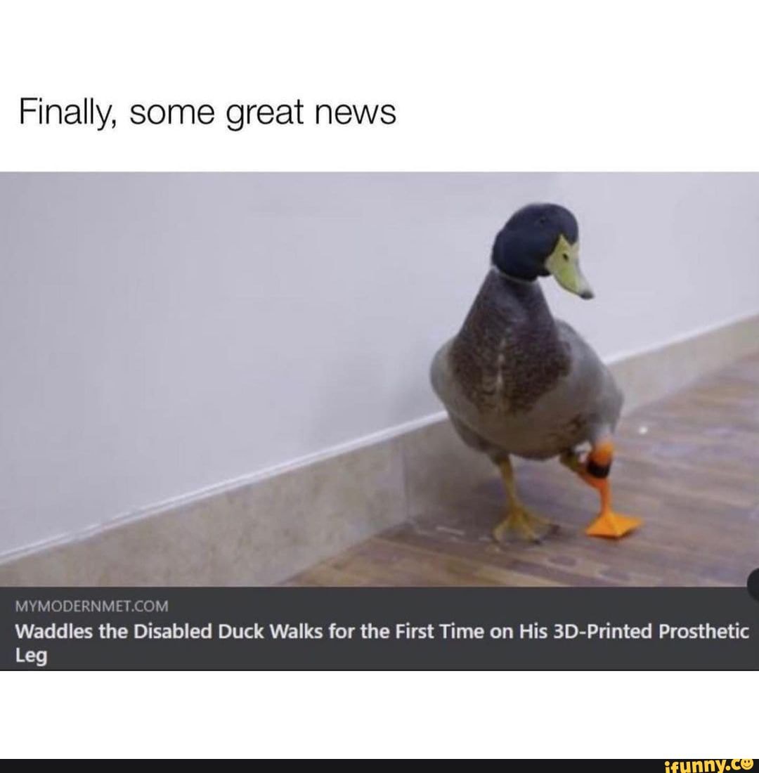 Finally, some great news Waddles the Disabled Duck Walks for the First ...