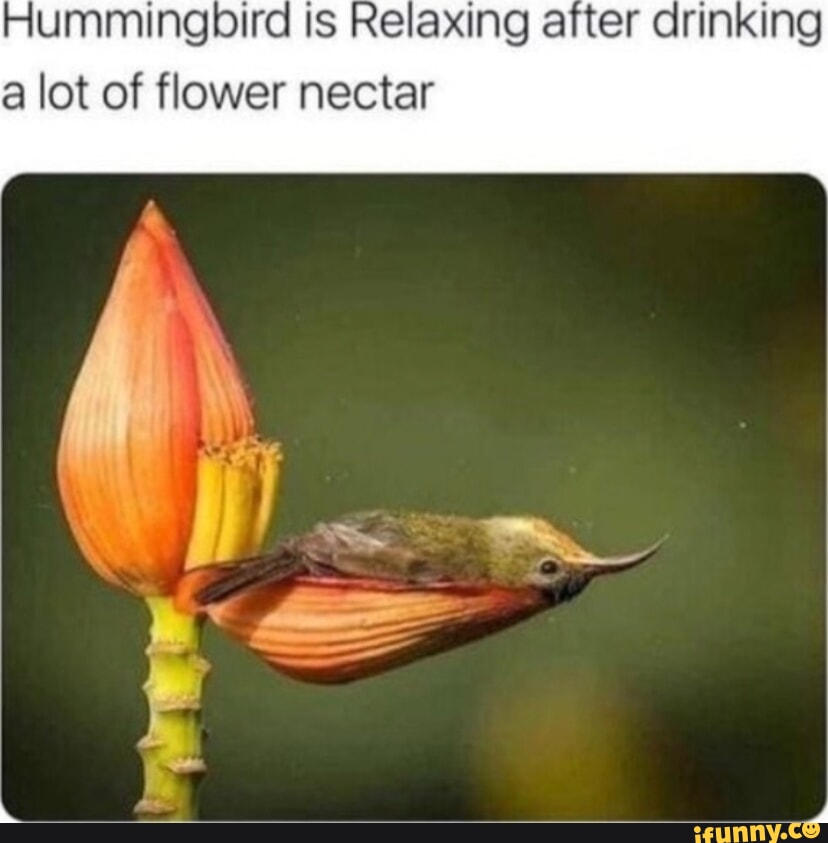 Hummingbird memes. Best Collection of funny Hummingbird pictures on iFunny