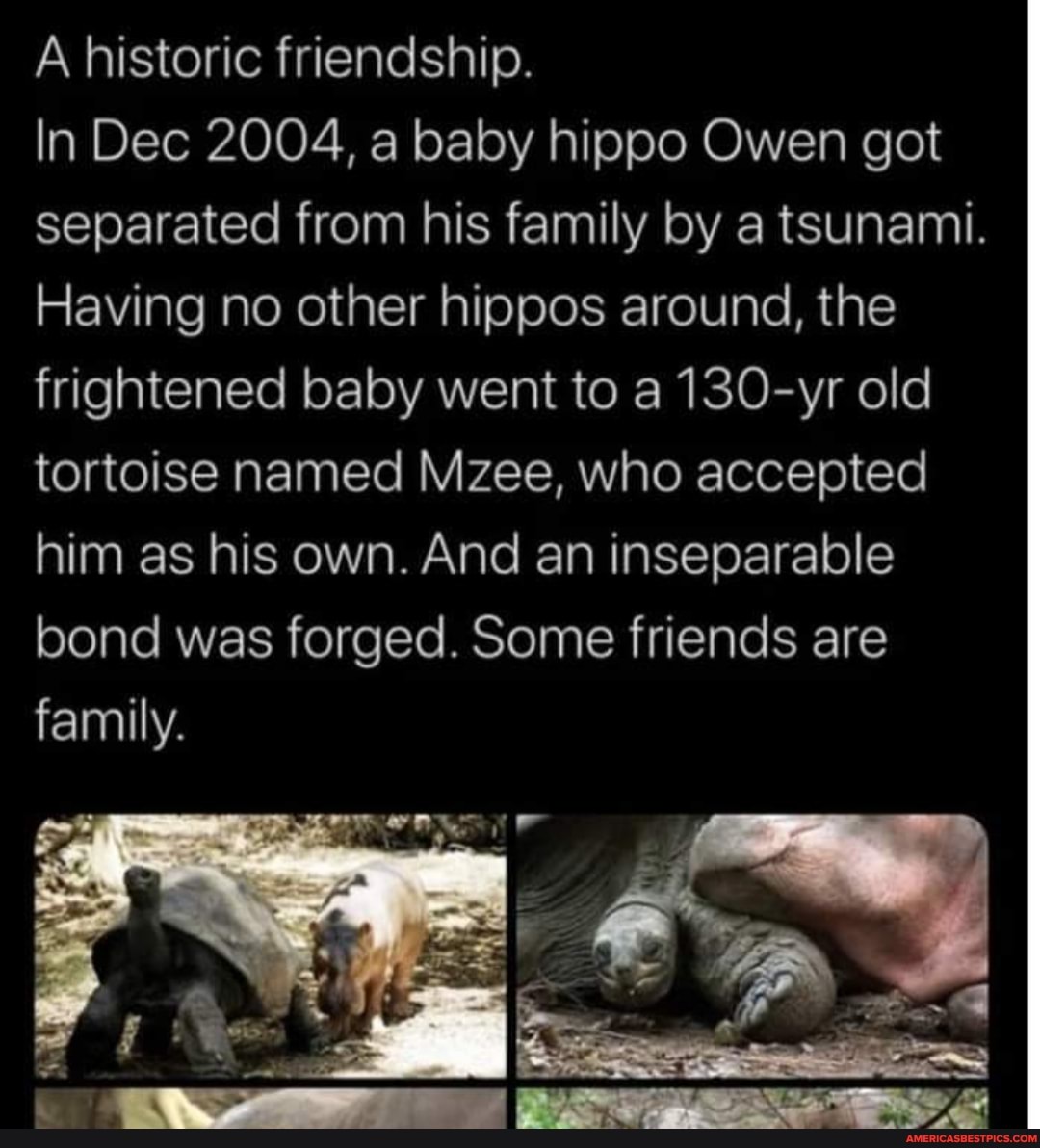 A historic friendship. In Dec 2004, a baby hippo Owen got separated ...