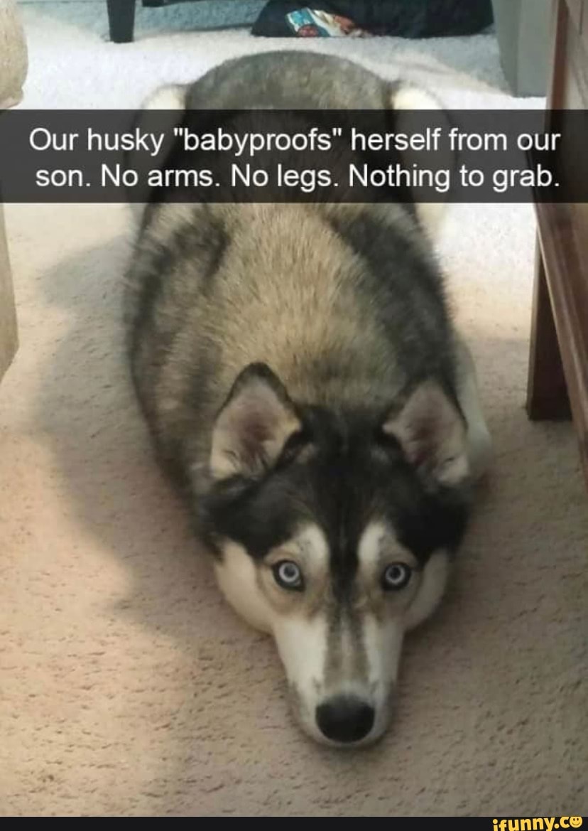 Our husky "babyproofs" herself from our son. No arms. No legs. Nothing ...