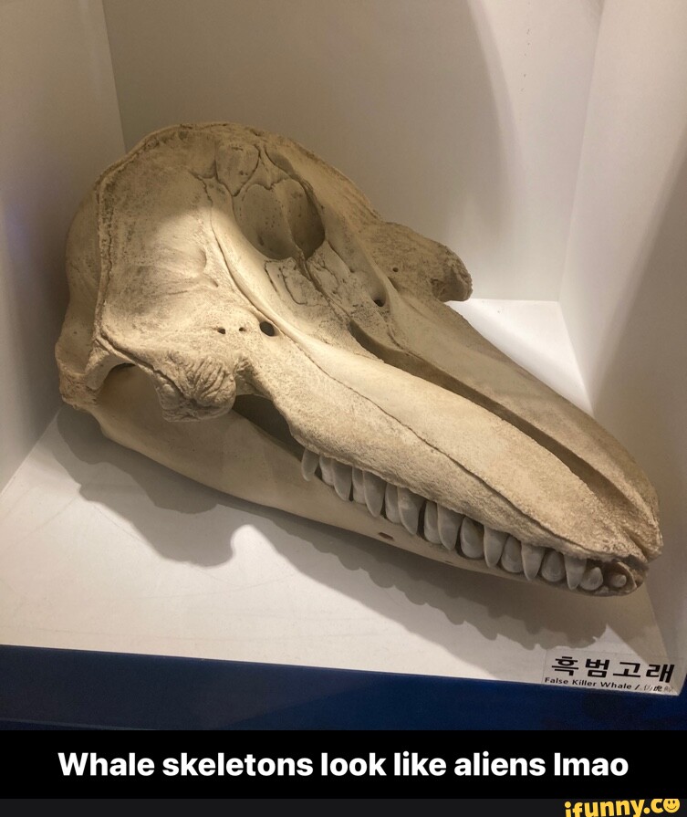 Whale skeletons look like aliens Imao - Whale skeletons look like ...