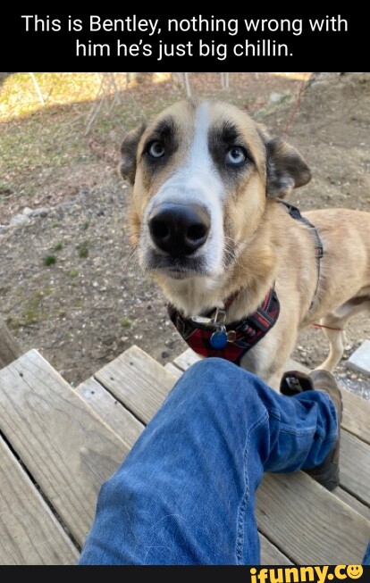 This is Bentley, nothing wrong with him he's just big chillin. - iFunny