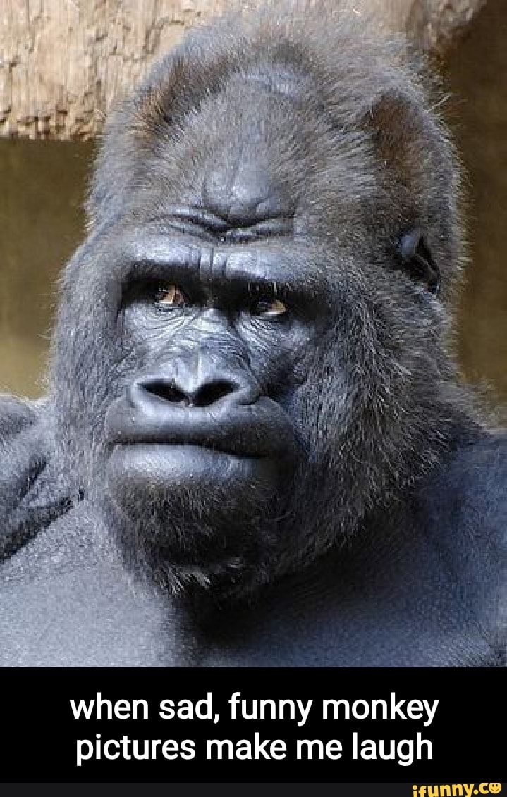 Funny Laughing Monkey