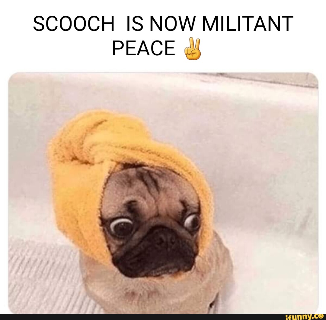 Scooch memes. Best Collection of funny Scooch pictures on iFunny