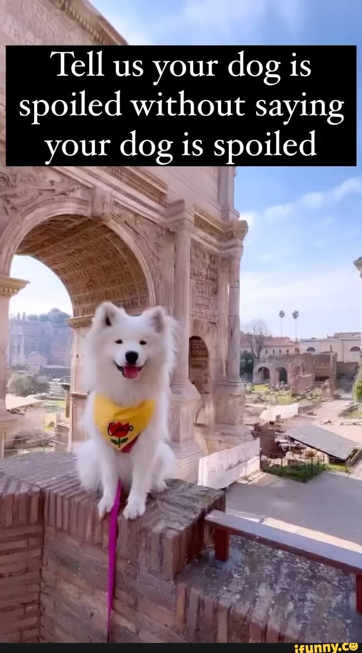 Spoileddogs memes. Best Collection of funny Spoileddogs pictures on iFunny