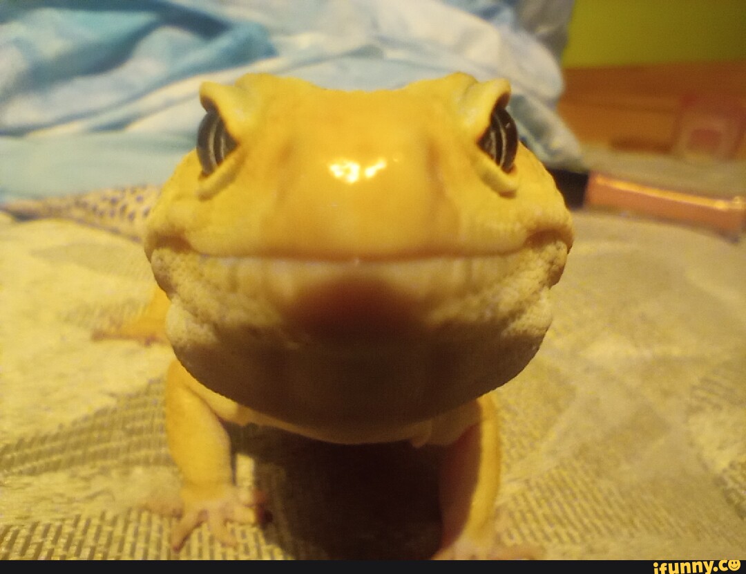 Gecko memes. Best Collection of funny Gecko pictures on iFunny