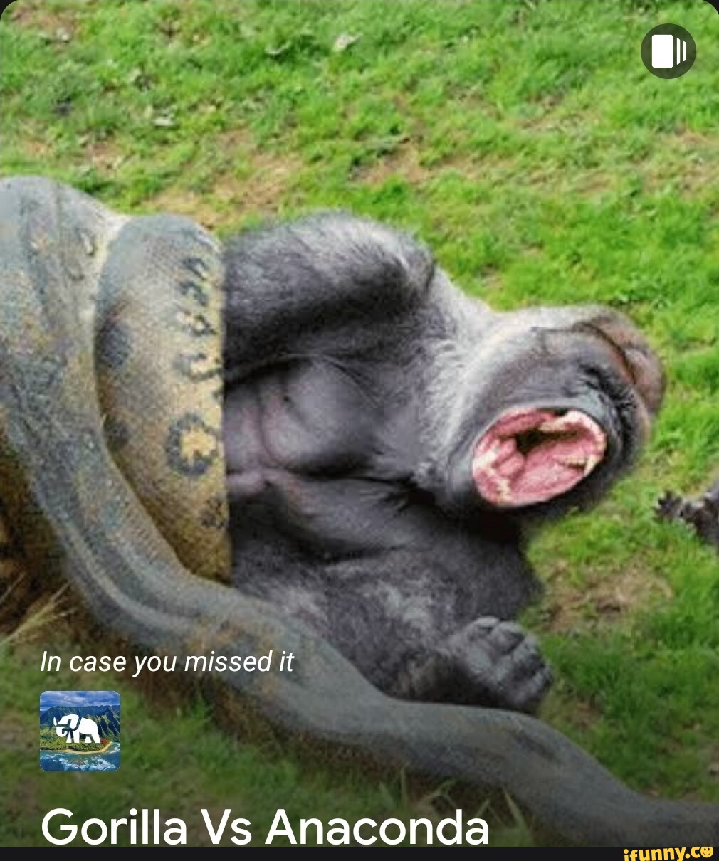 Anaconda memes. Best Collection of funny Anaconda pictures on iFunny