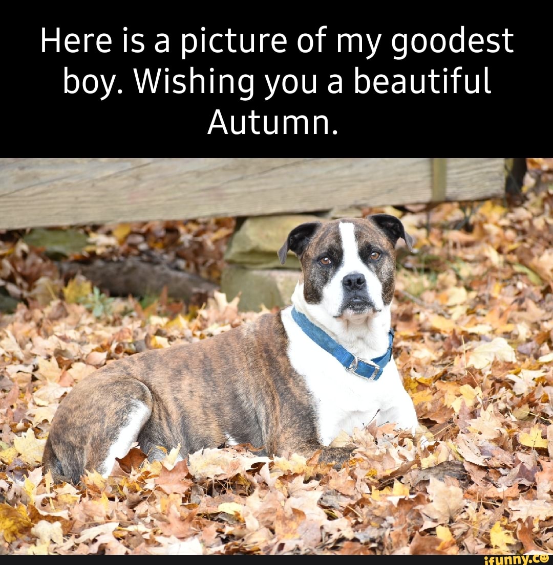 Here is a picture of my goodest boy. Wishing you a beautiful Autumn ...