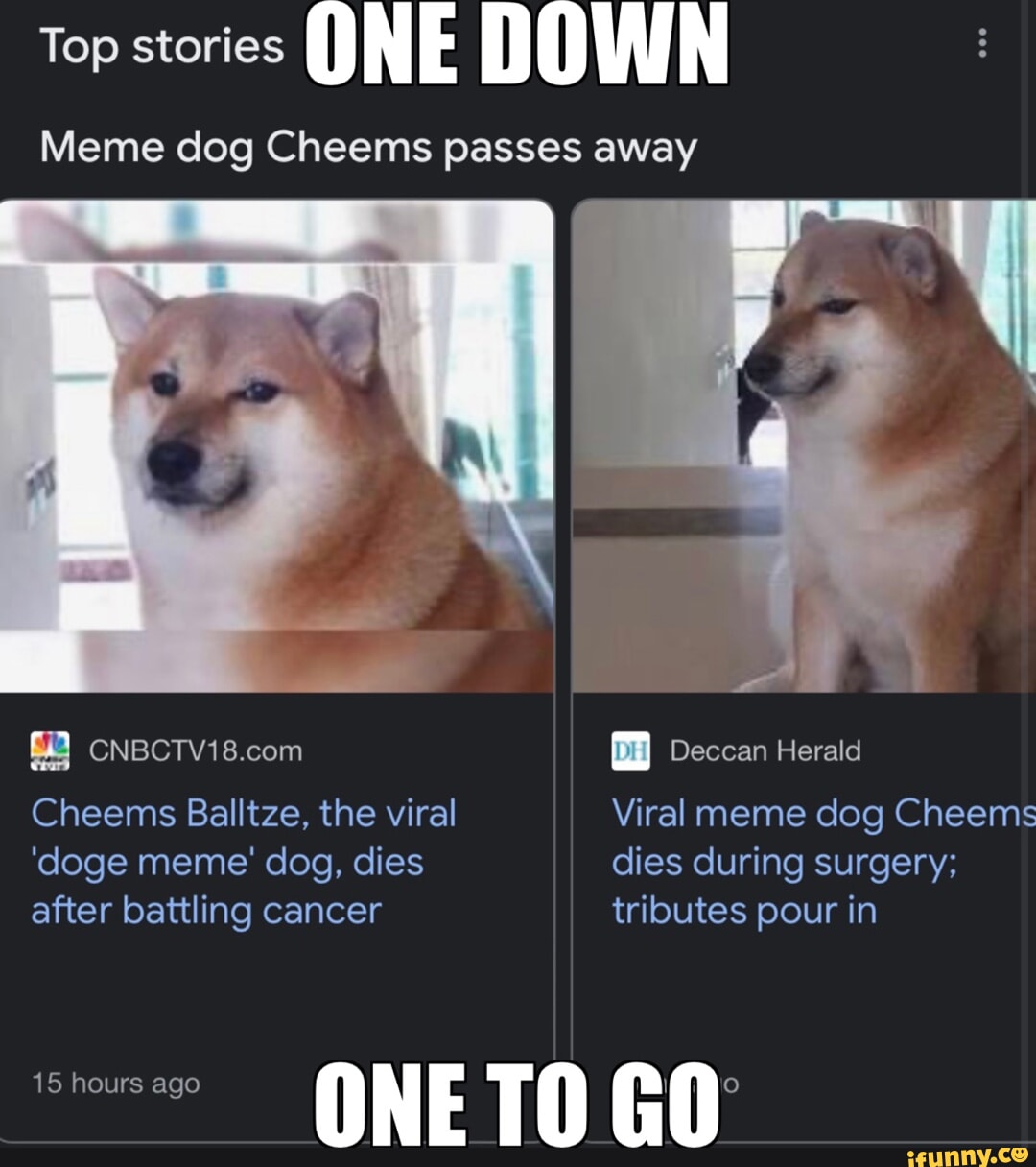 Top stories ONE DOWN Meme dog Cheems passes away DH] Deccan Herald ...