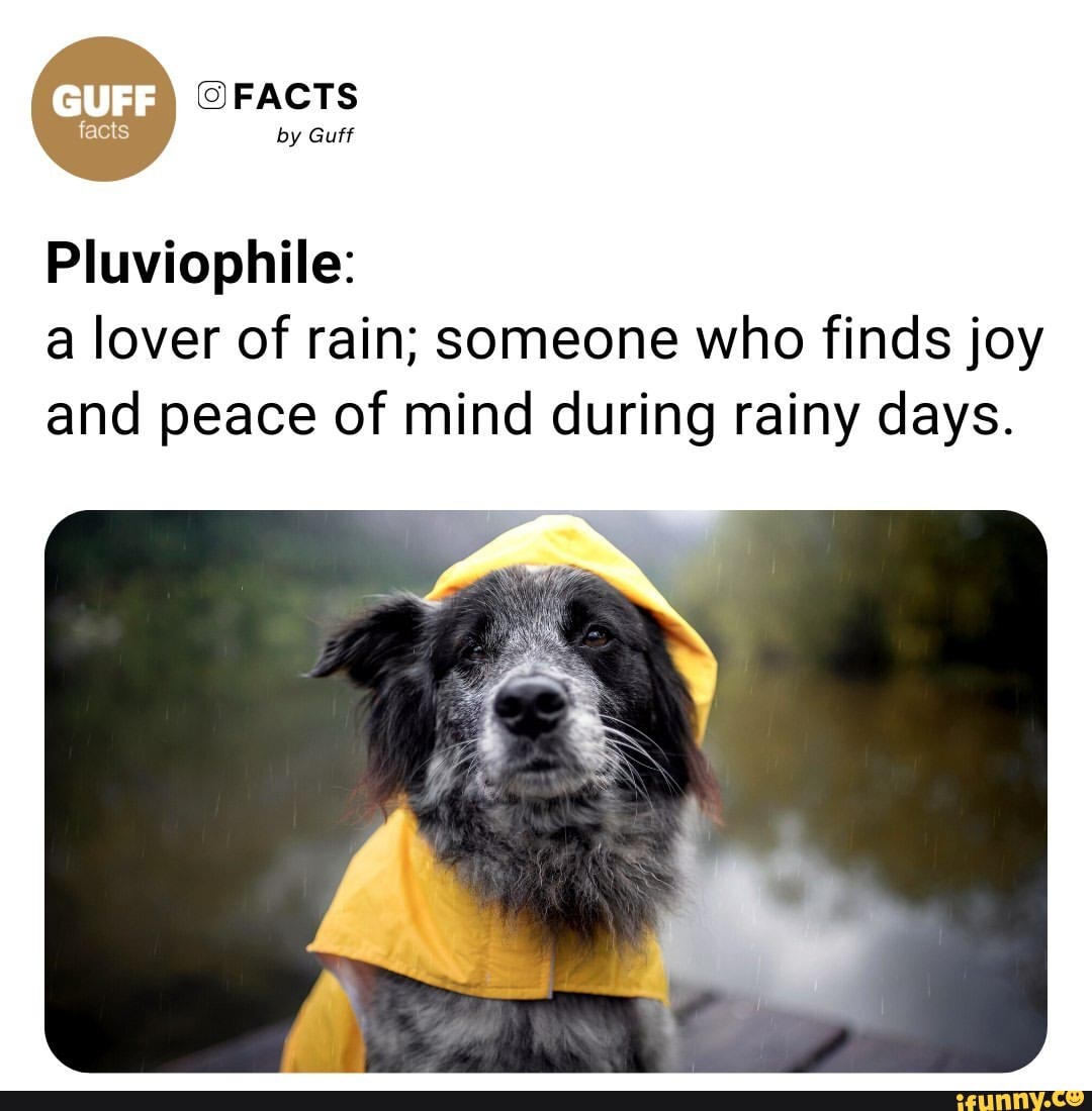 Pluviophile memes. Best Collection of funny Pluviophile pictures on iFunny