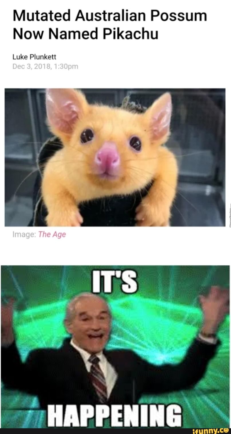 Mutated Australian Possum Now Named Pikachu Luke Plunkett - iFunny