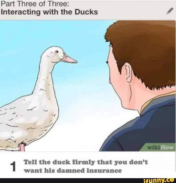 My favourite memes rn - Part Three of Three: Interacting with the Ducks ...