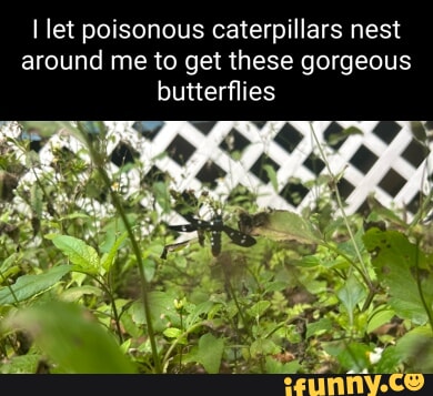 I let poisonous caterpillars nest around me to get these gorgeous ...