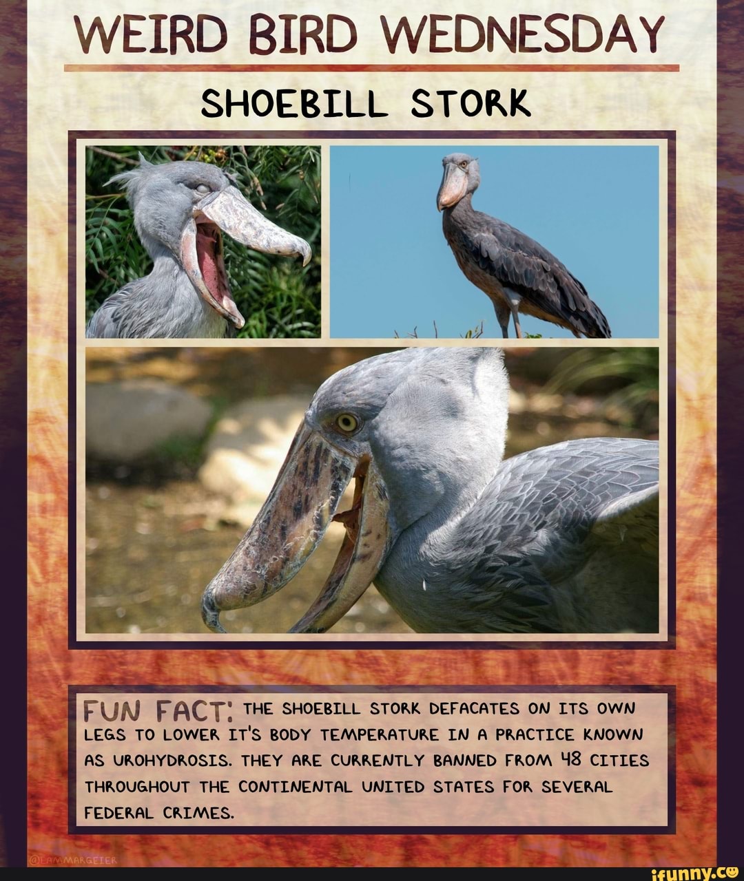 Shoebill memes. Best Collection of funny Shoebill pictures on iFunny