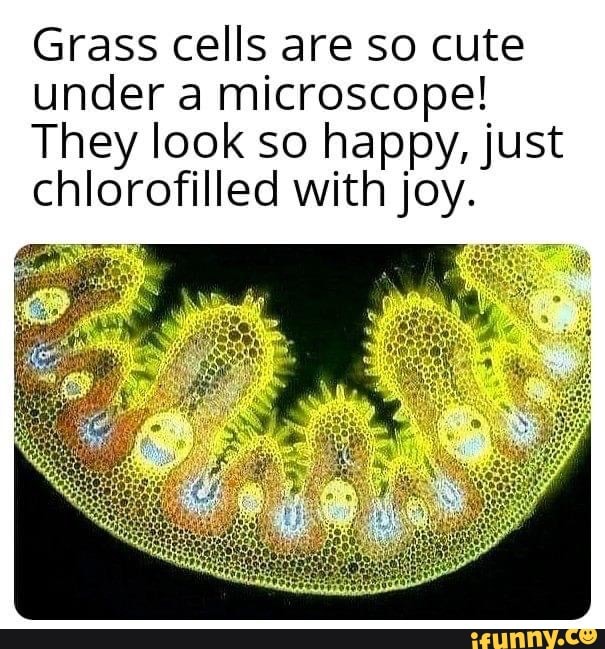 Grass cells are so cute under a microscope! They look so happy, just ...