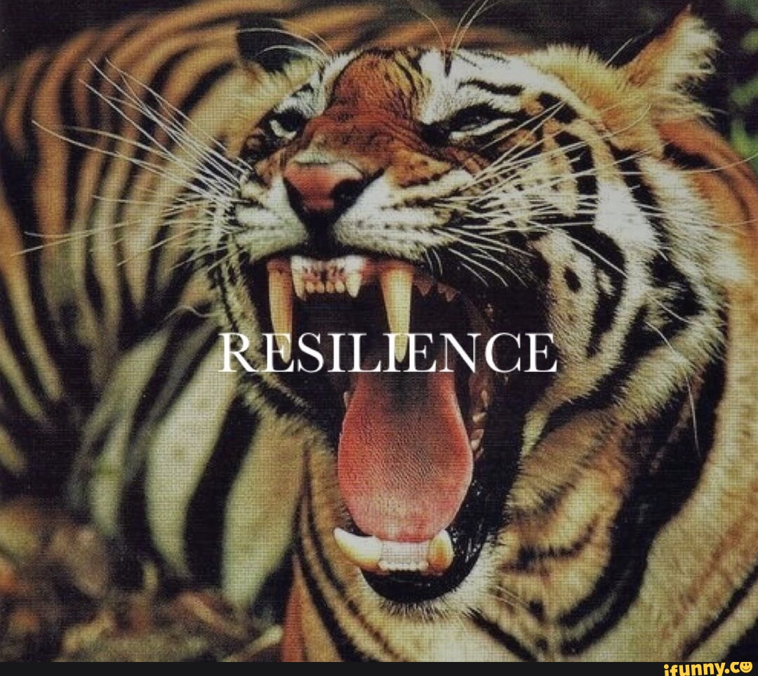 Resilience memes. Best Collection of funny Resilience pictures on iFunny