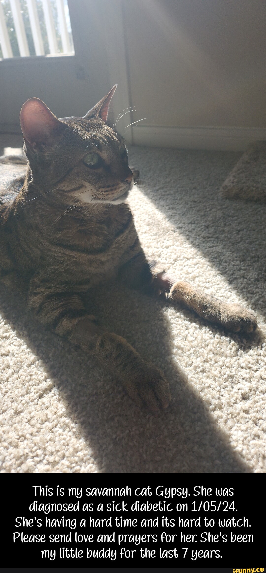 Savannah memes. Best Collection of funny Savannah pictures on iFunny