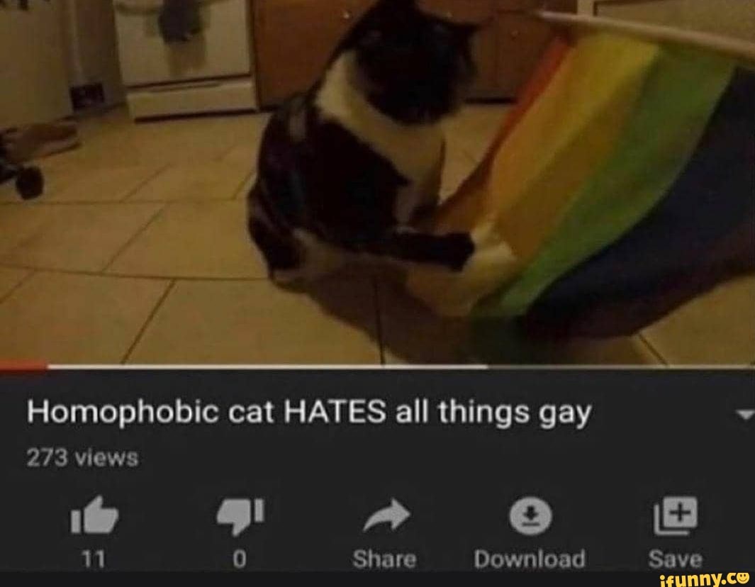 I Hate Everyone Meme Cat