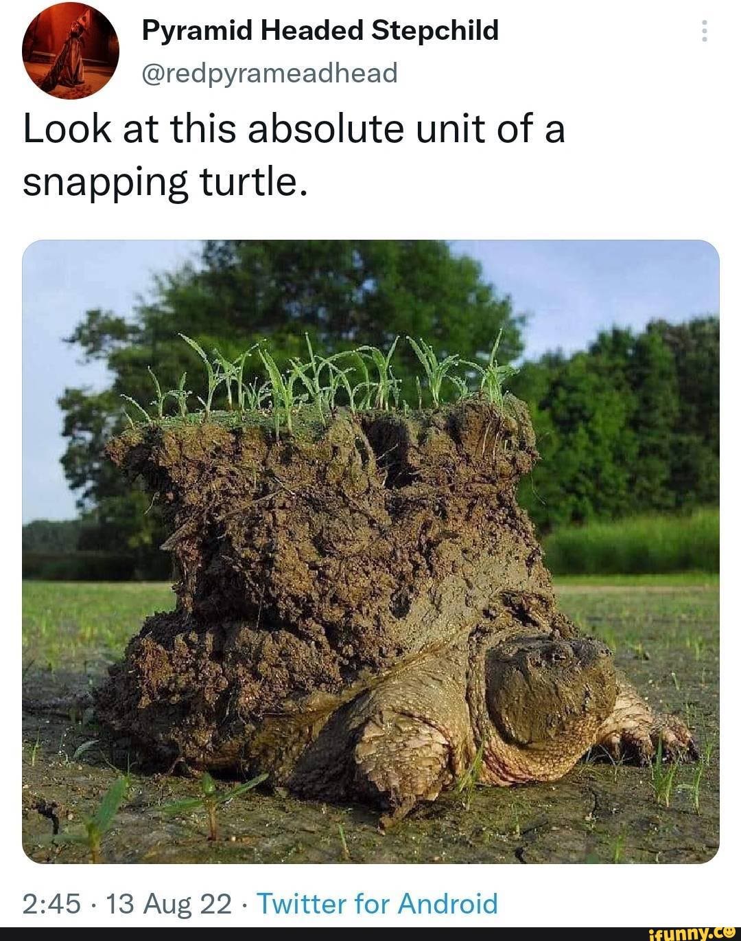 Stepchild memes. Best Collection of funny Stepchild pictures on iFunny