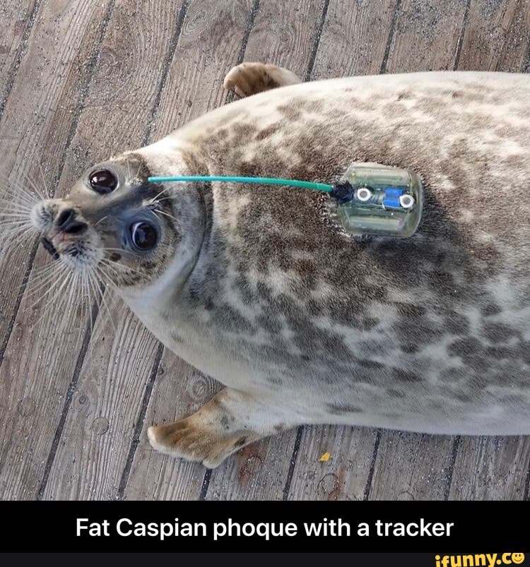 Caspianseal memes. Best Collection of funny Caspianseal pictures on iFunny