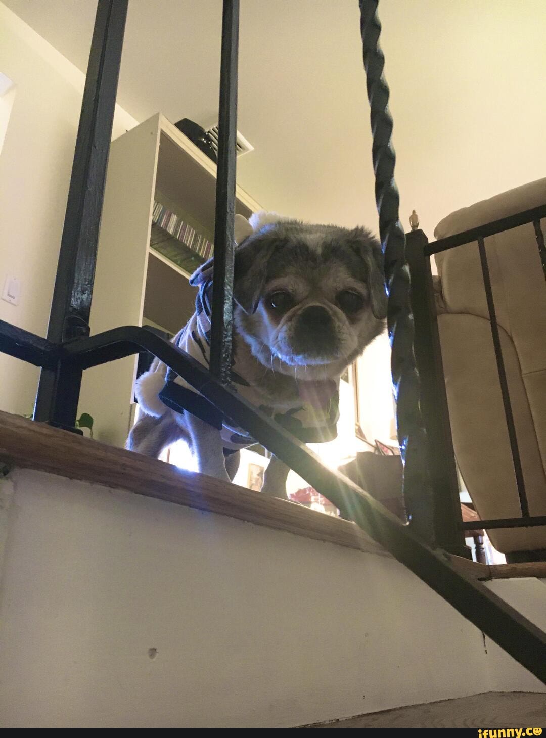 Aliza memes. Best Collection of funny Aliza pictures on iFunny