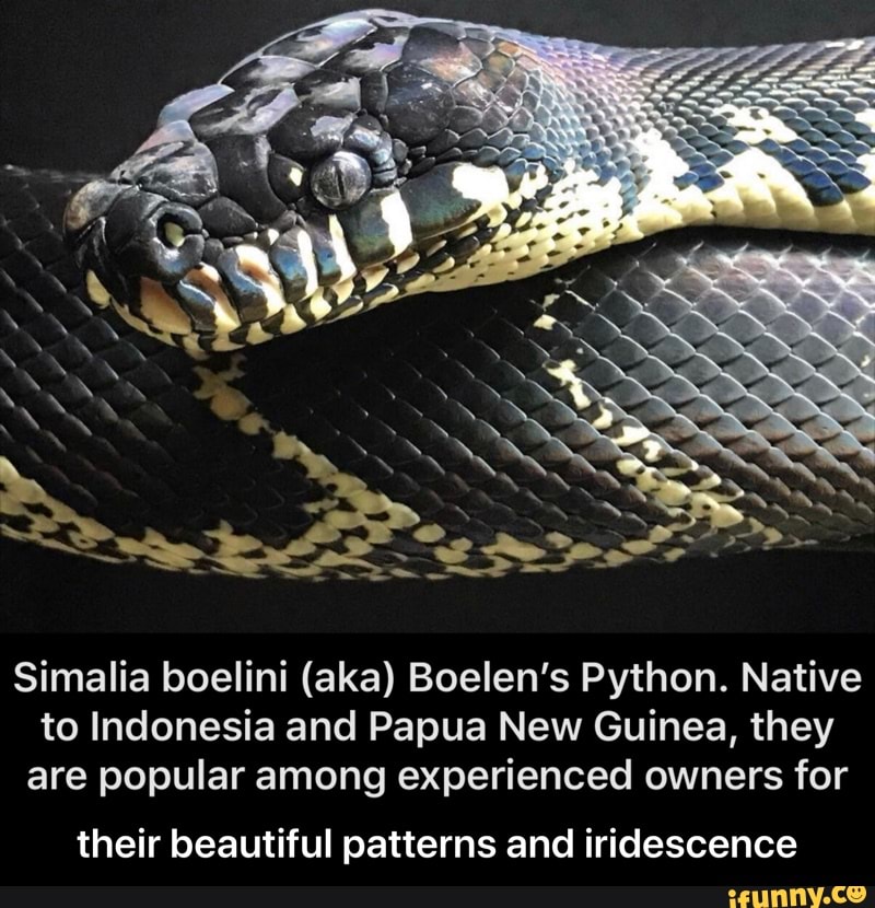 Simalia boelini (aka) Boelen's Python. Native to Indonesia and Papua ...