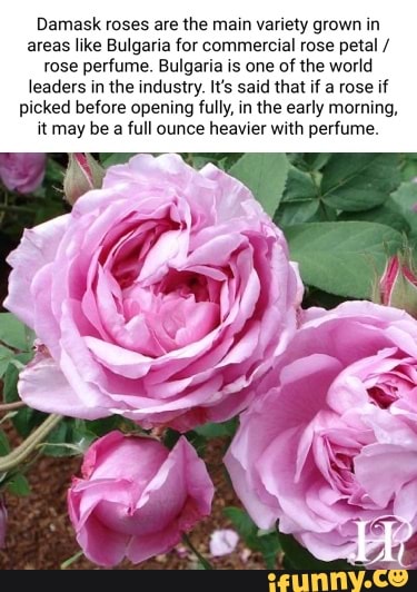 Damask memes. Best Collection of funny Damask pictures on iFunny