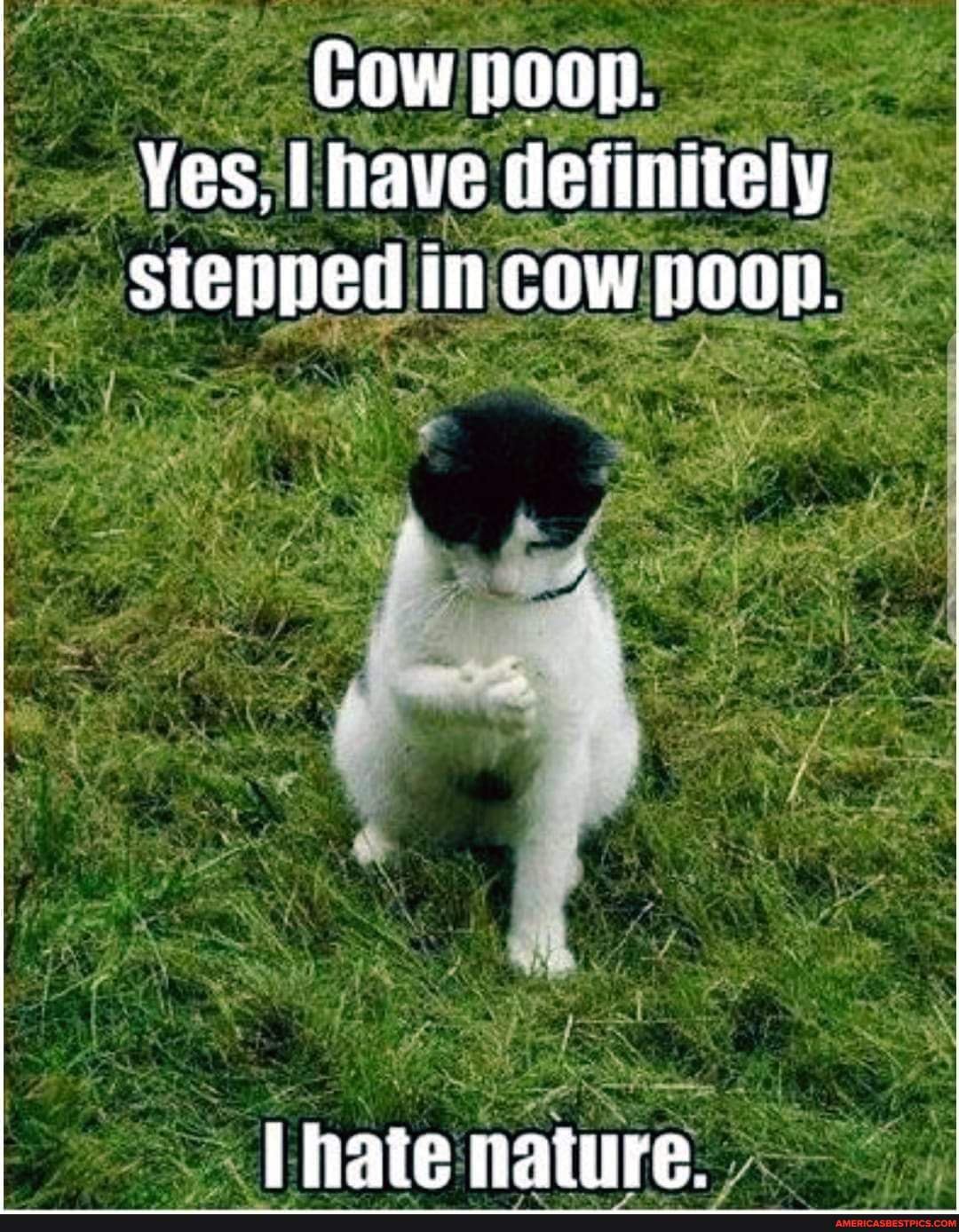 Cow jl00p). Yes, [have definitely Steyped in cow poop. hate nature ...