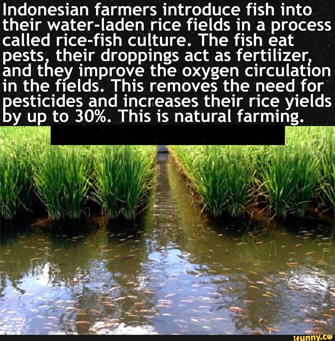 Indonesian Farmers Introduce Fish Into Their Water laden Rice Fields In indonesian-farmers-introduce-fish-into-their-water-laden-rice-fields-in