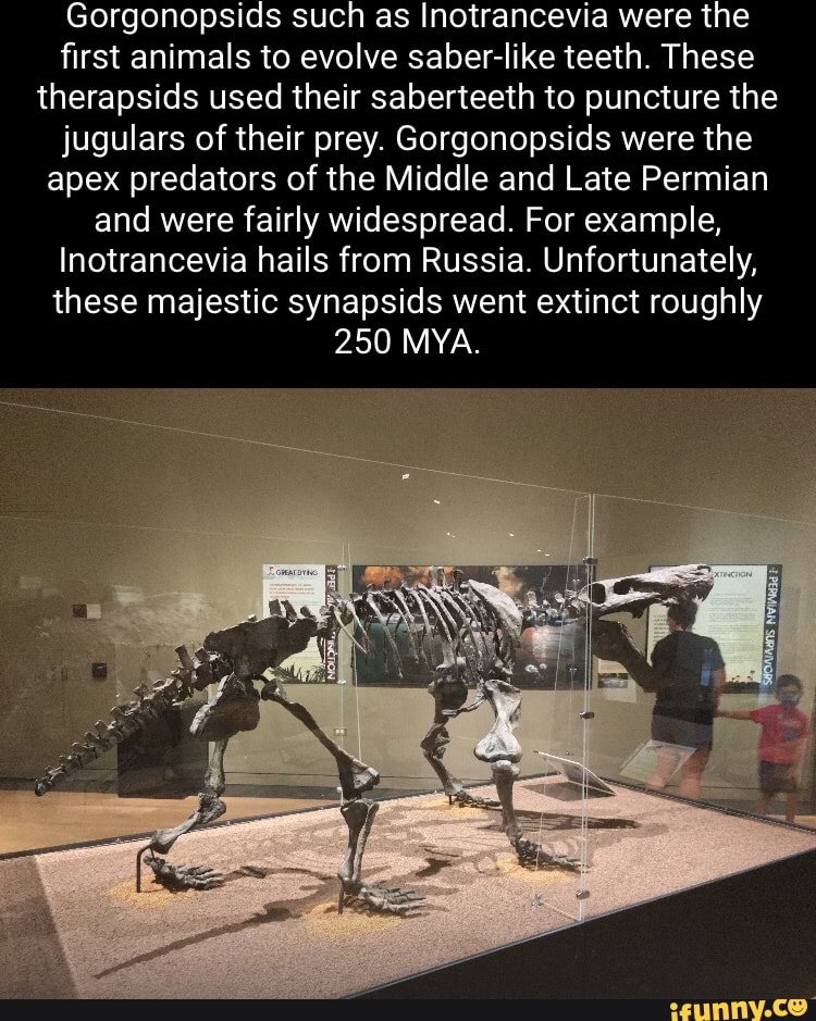 Gorgonopsids such as Inotrancevia were the first animals to evolve ...