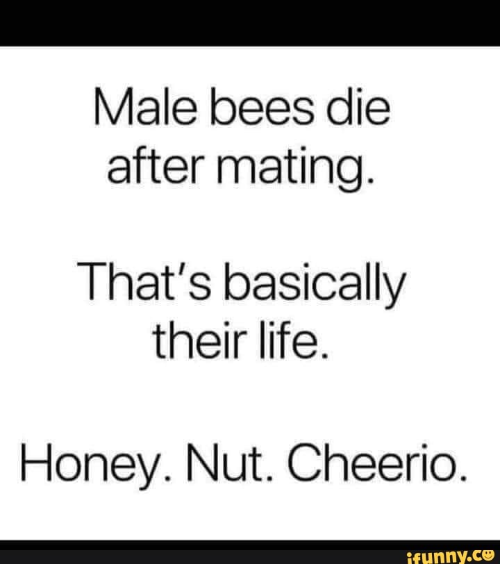 Male bees die after mating. That's basically their life. Honey. Nut ...