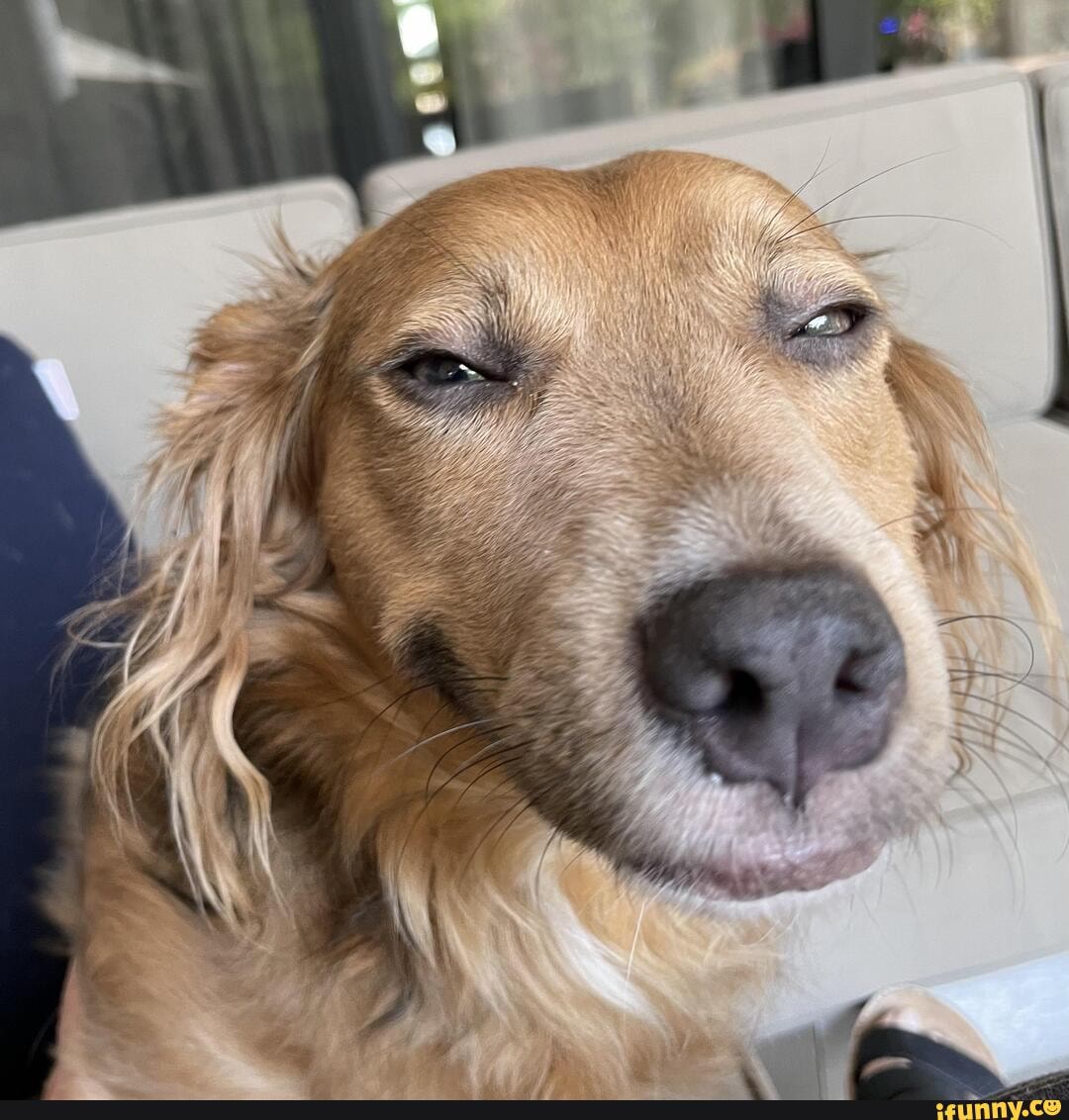 Mp4 memes. Best Collection of funny Mp4 pictures on iFunny