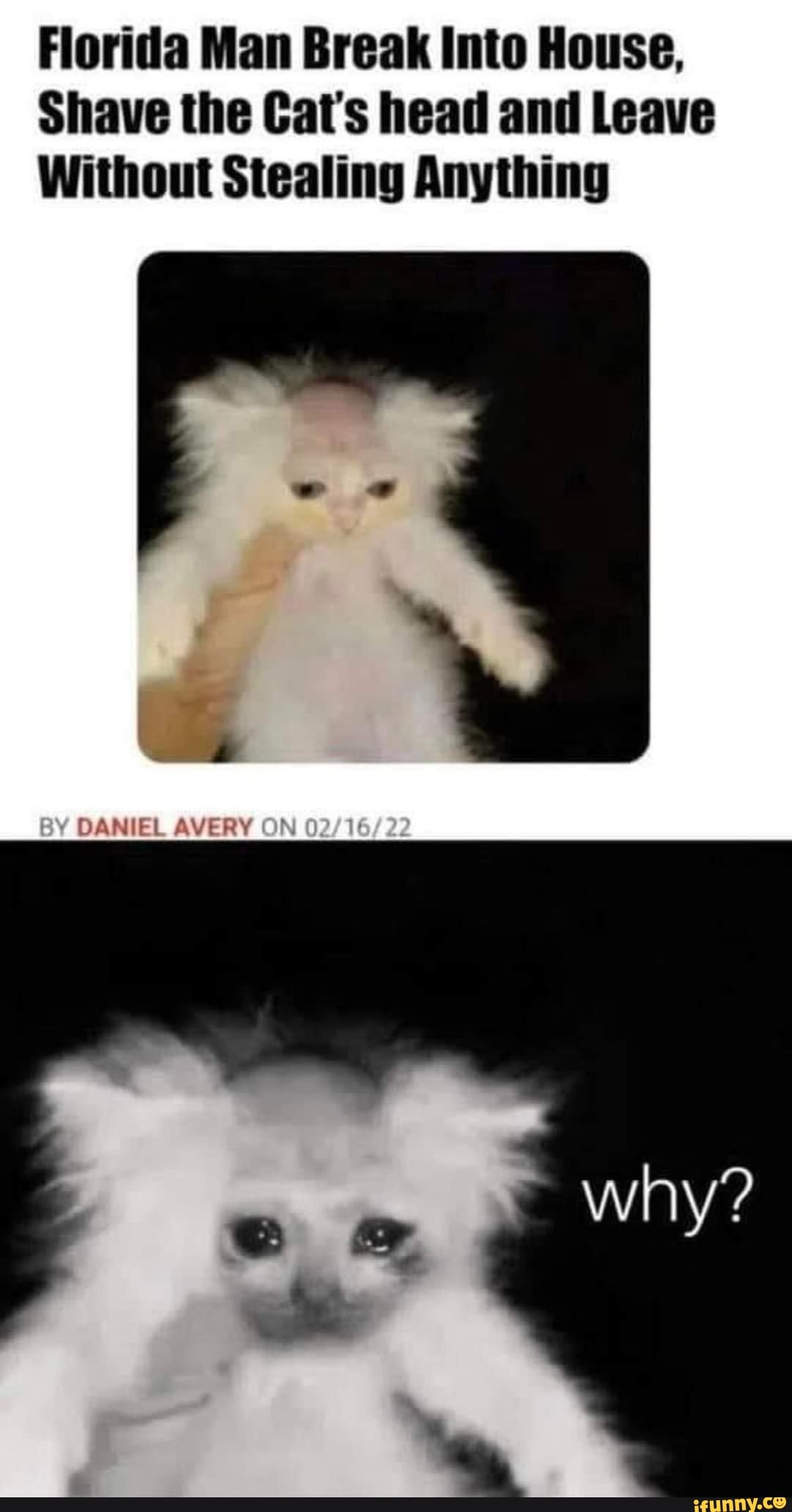 Florida Man Break Into House, Shave the Cat's head and Leave Without ...