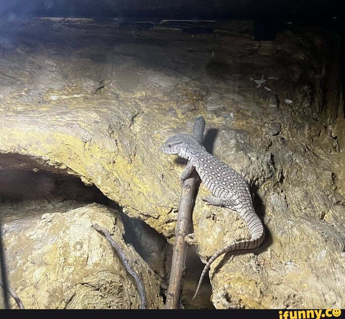 Monitor_lizard memes. Best Collection of funny Monitor_lizard pictures ...