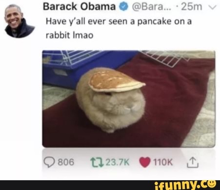 Barack Obama @ @Bara... Have y'all ever seen a pancake ana rabbit Imao ...