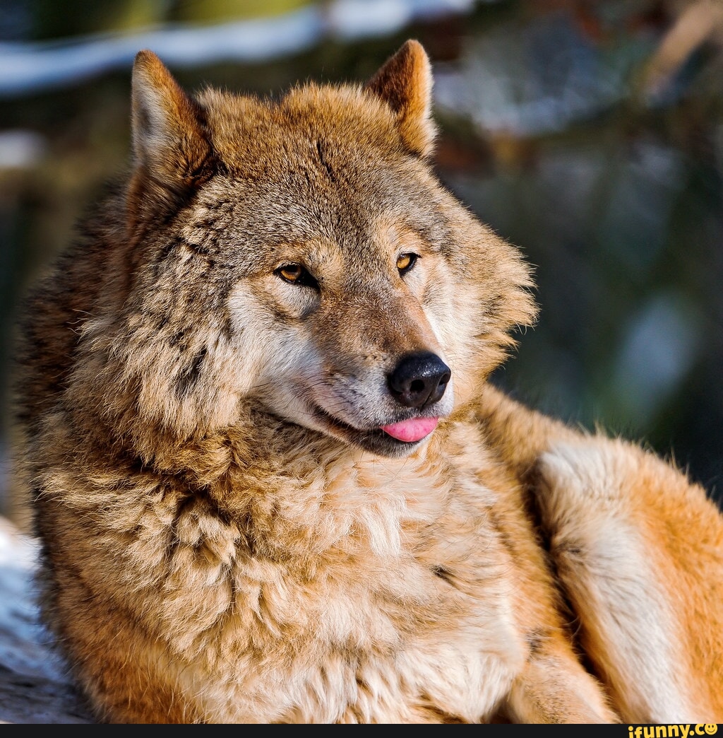 Wolves memes. Best Collection of funny Wolves pictures on iFunny