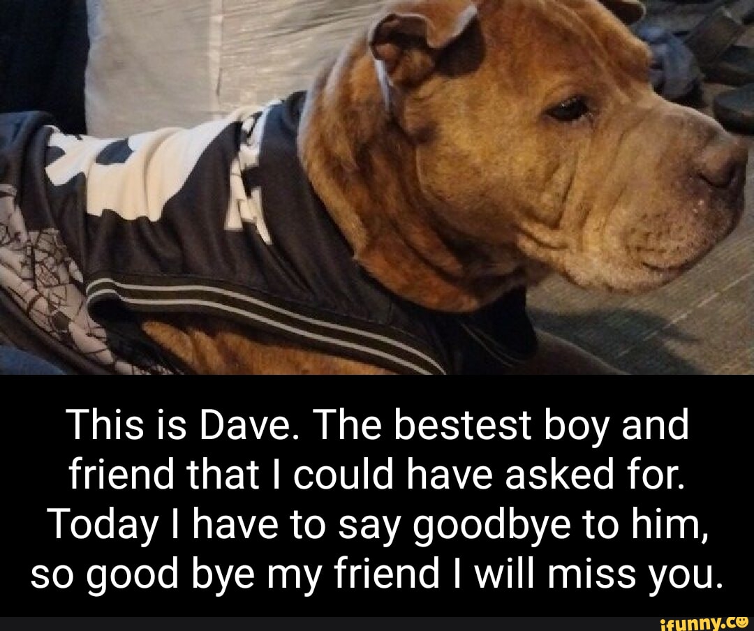 This is Dave. The bestest boy and friend that I could have asked for ...