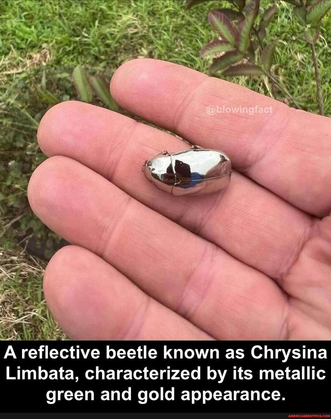 Thoughts? #beetle #explore #viral - A reflective beetle known as ...