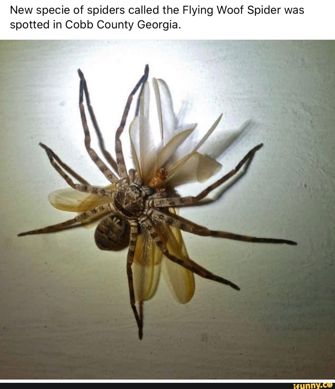Flyingspiders memes. Best Collection of funny Flyingspiders pictures on ...