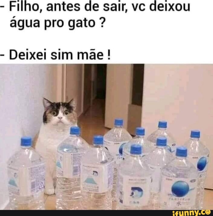 Sim, Meme De Gato