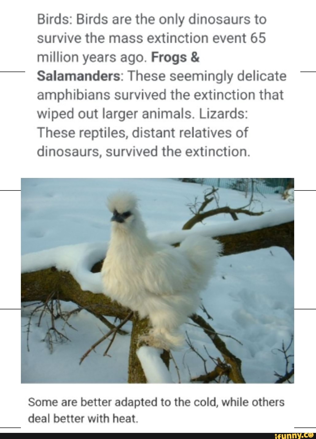 Birds: Birds are the only dinosaurs to survive the mass extinction ...