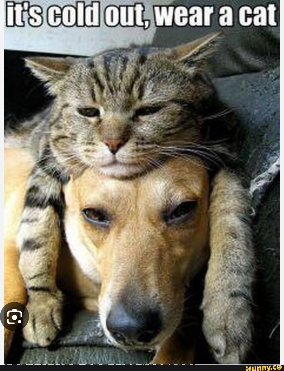 Coll memes. Best Collection of funny Coll pictures on iFunny