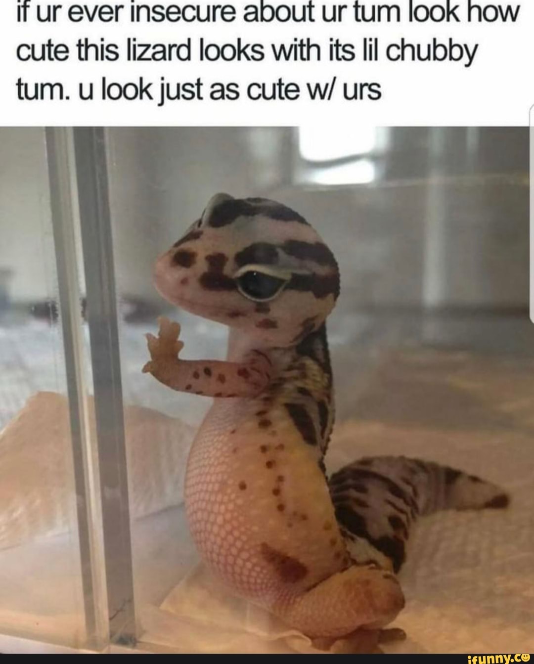 Ur tum cute this lizard looks with its lil chubby tum. u look just as ...