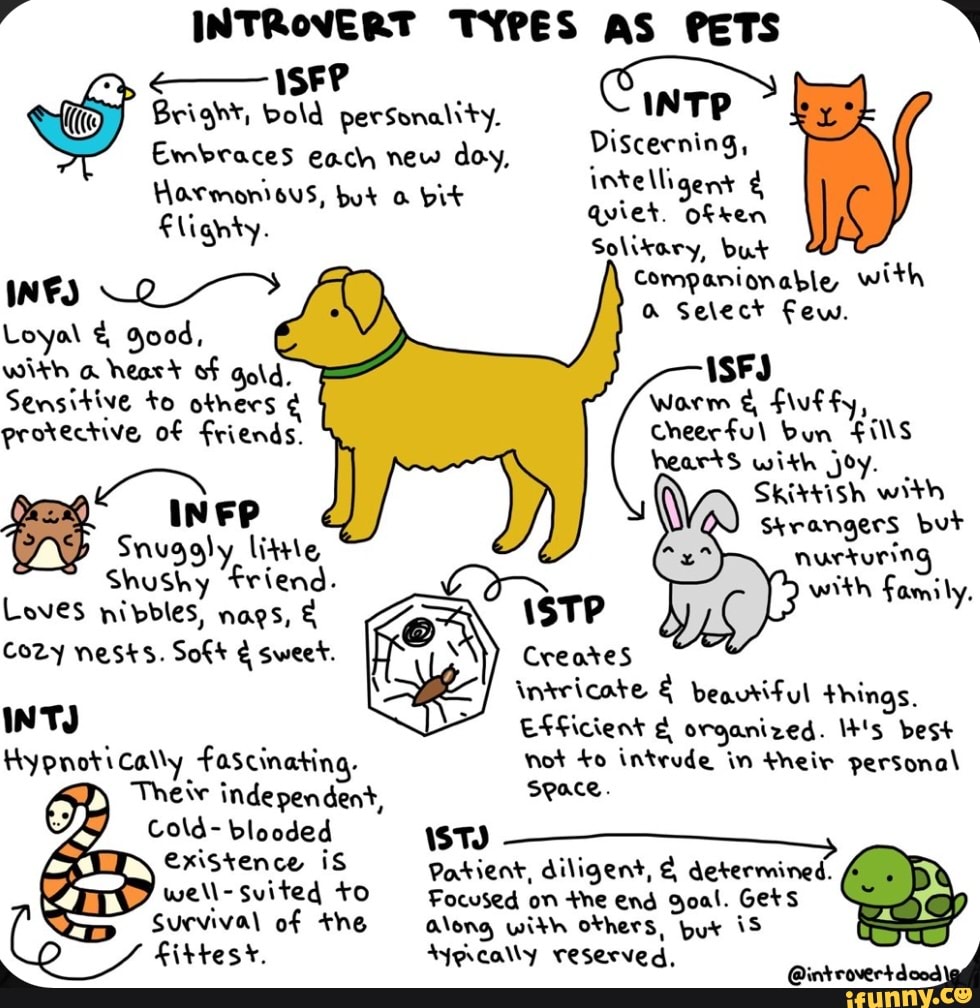 INTROVERT TYPES AS PETS ISFP Bright, bold personality, ISFP Ciwrp ...