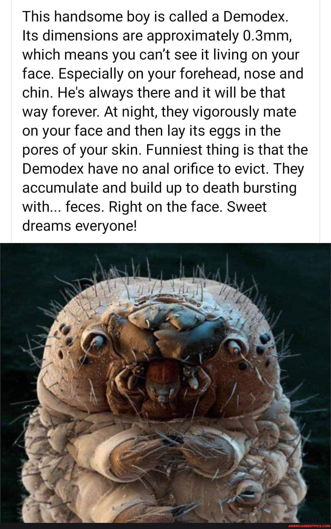 This handsome boy is called a Demodex. Its dimensions are approximately ...