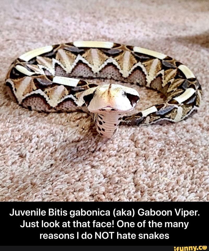 Gaboon memes. Best Collection of funny Gaboon pictures on iFunny
