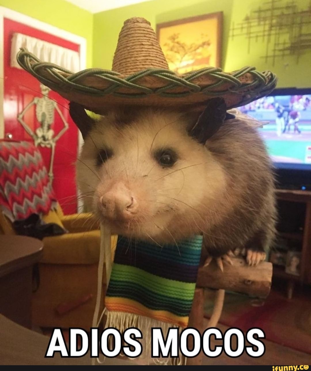 Mocos memes. Best Collection of funny Mocos pictures on iFunny